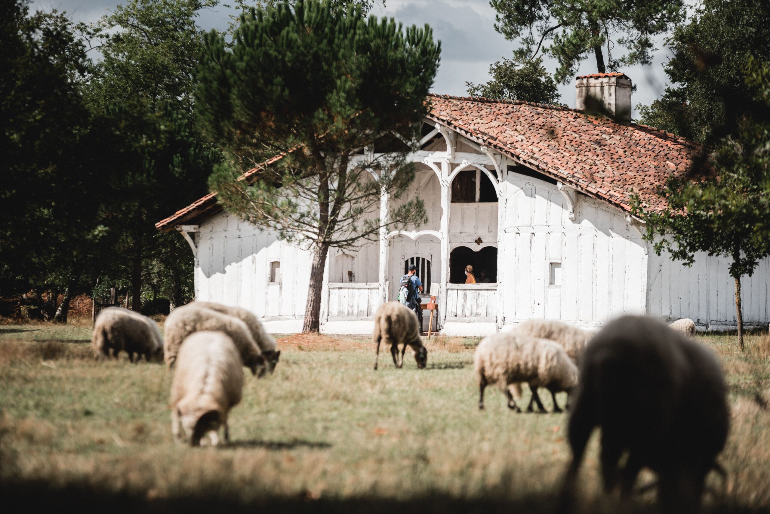 Ecomusée de Marquèze - La Gironde du Sud