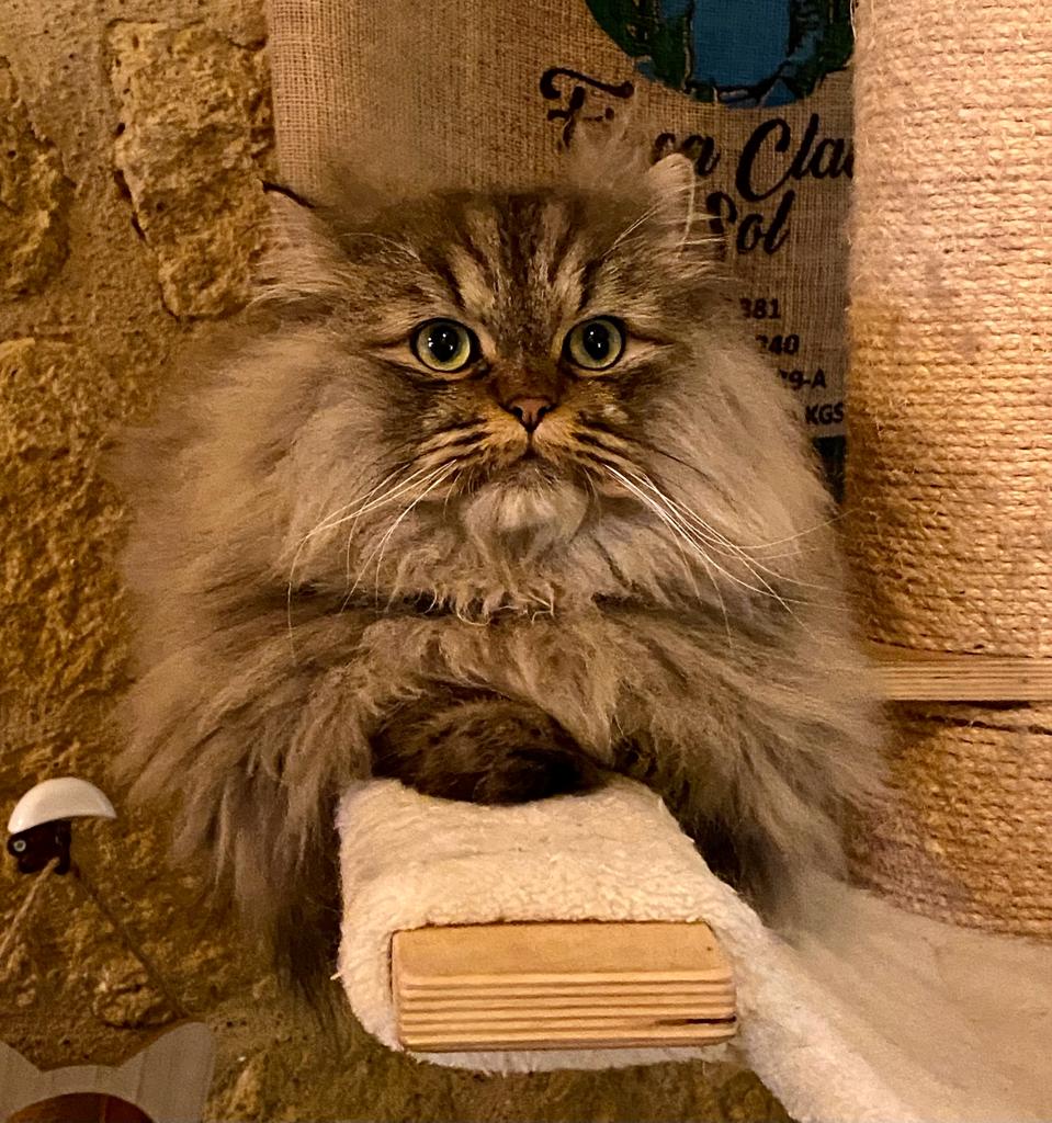 Le Cat Quarts - La Gironde du Sud