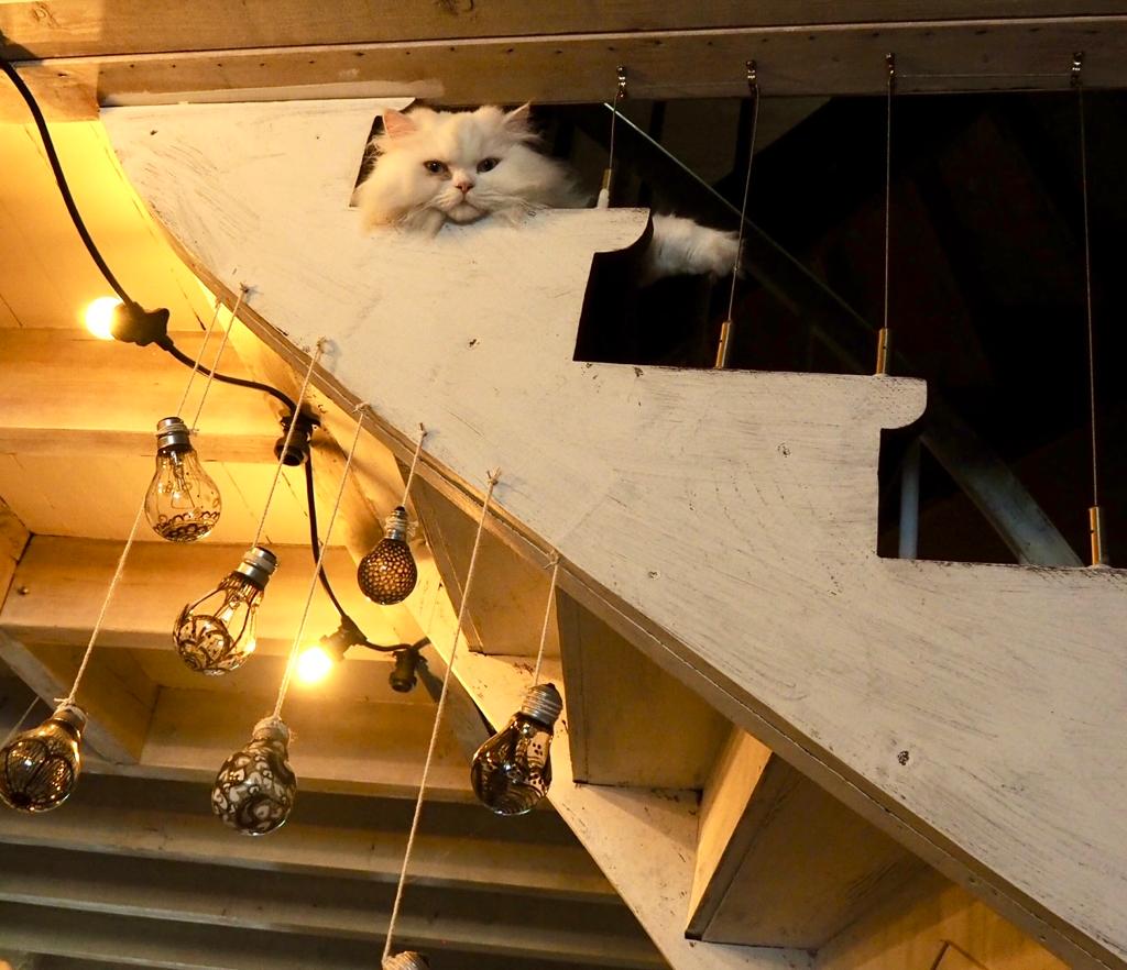 Le Cat Quarts - La Gironde du Sud